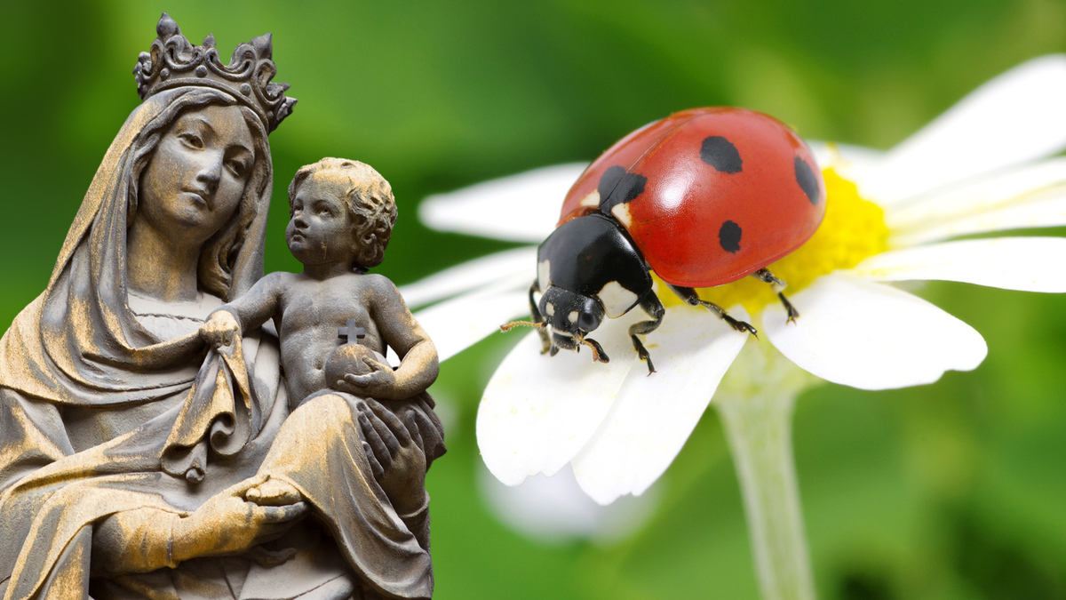 Ladybug Symbolism: The Catholic Way the Insect Got Its Name