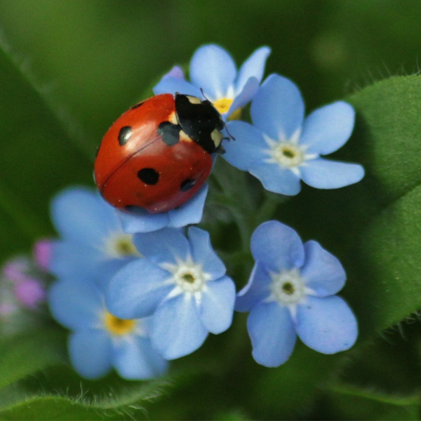Ladybug Symbolism: The Catholic Way the Insect Got Its Name