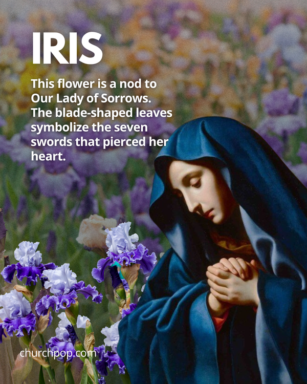 The 10 Flowers Dedicated to Our Lady & What Each One Means – EWTN Great ...